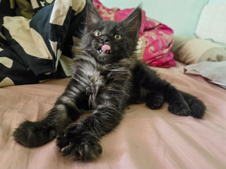 Котята мейн-кун