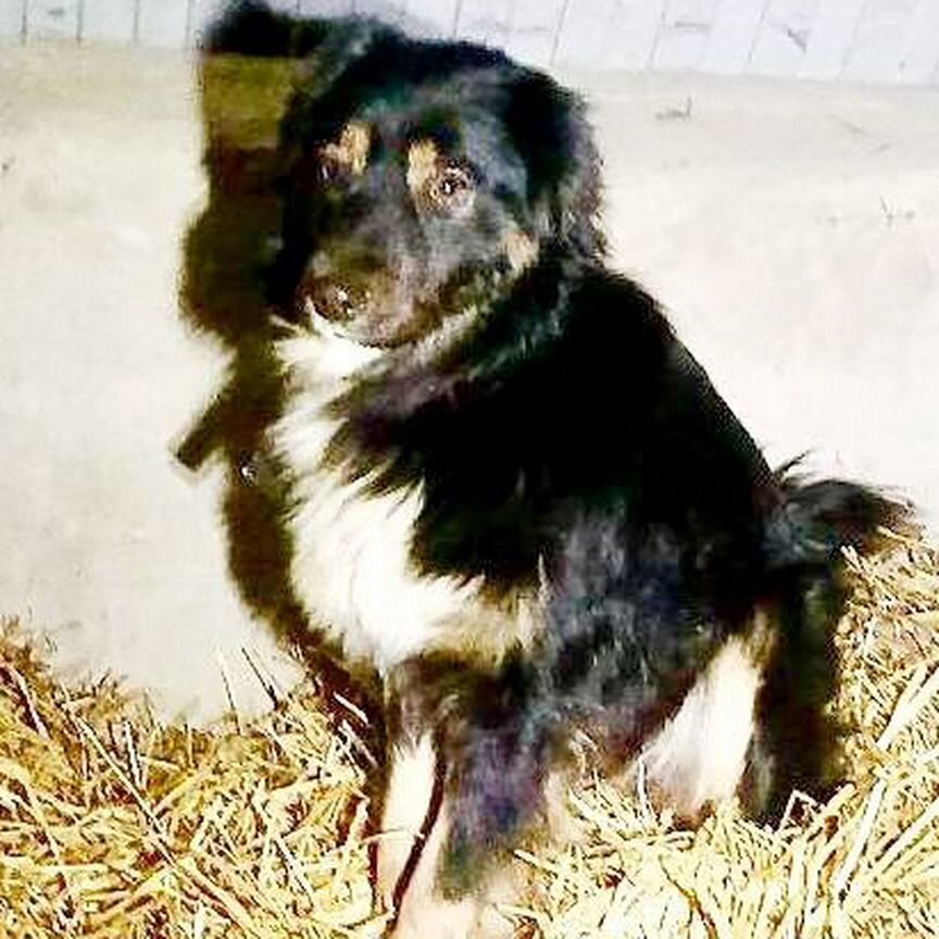 Взрослый пёс в добрые руки