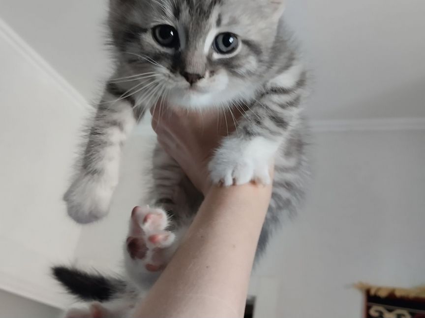 Котята в добрые руки бесплатно