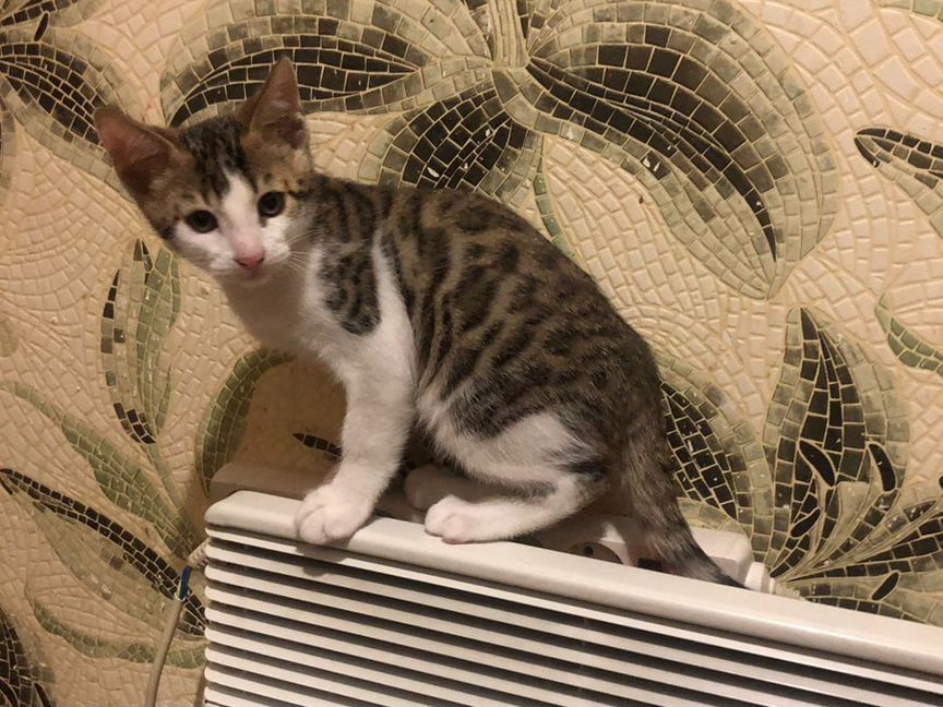 Котята отдам в добрые руки бесплатно