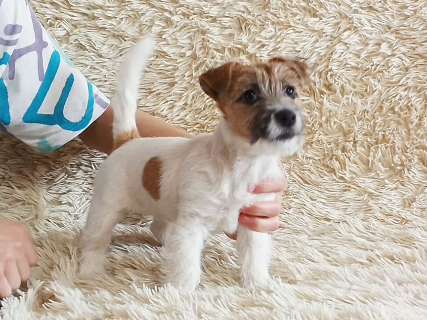 Щенок джек Рассел терьер с РКФ