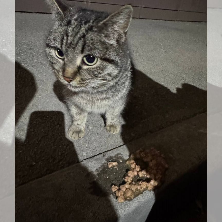 Бездомный котенок