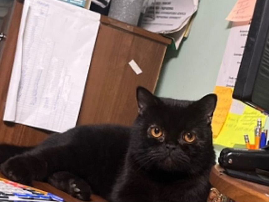 Шотландец прямоухий