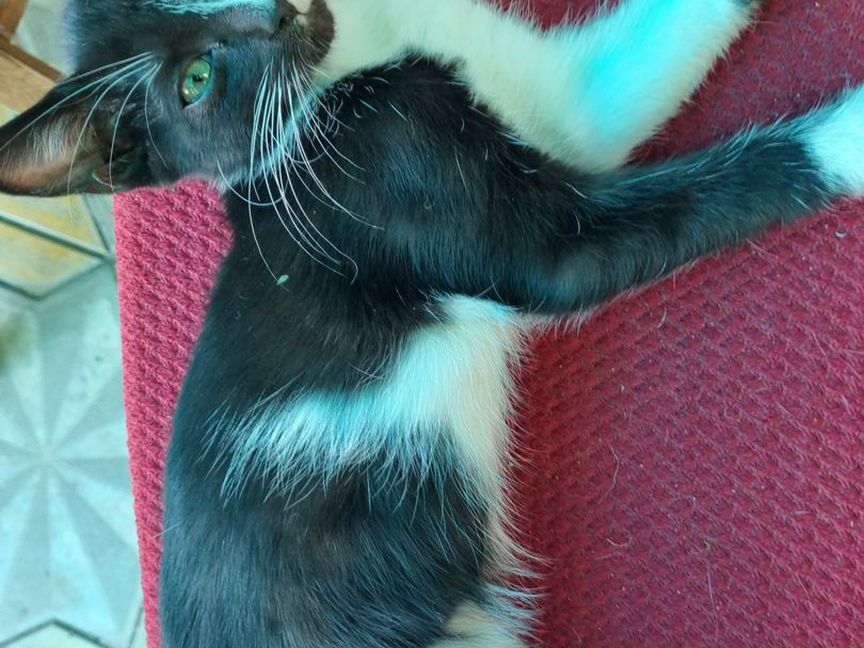 Прекрасный котик 3 месяца