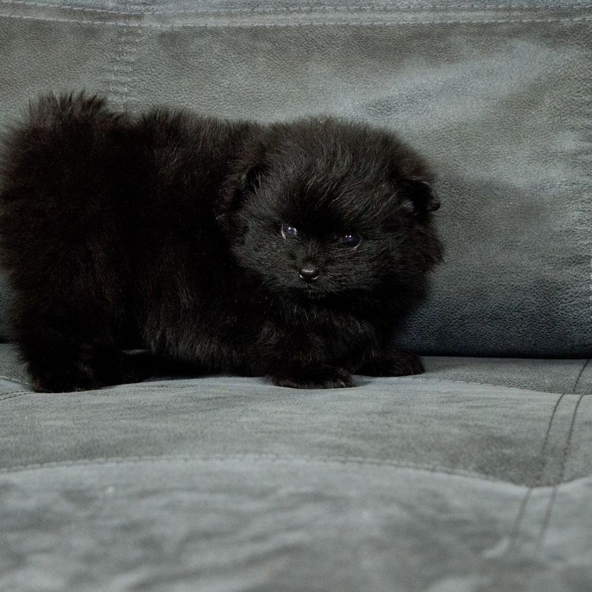 Померанский шпиц мини девочки