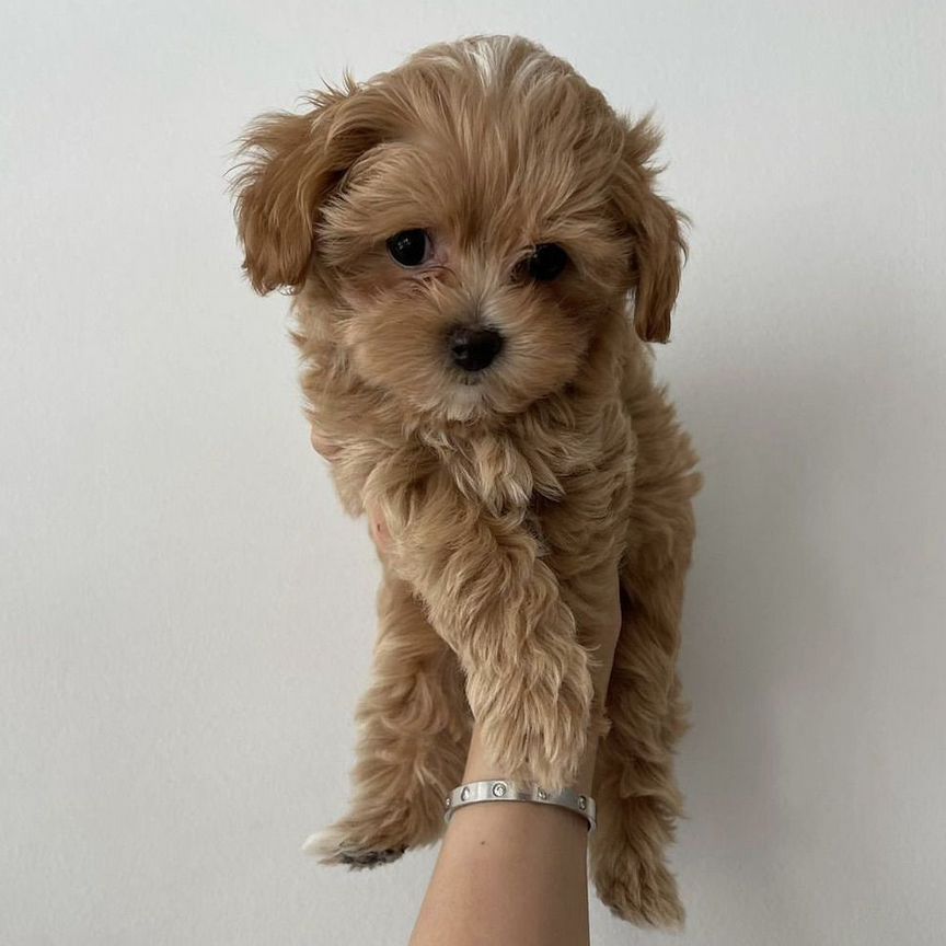 Собака мальтипу