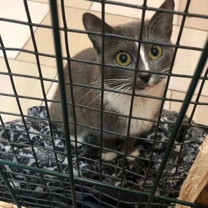 Кошечка в добрые руки