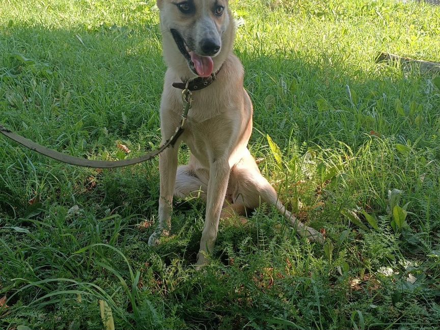 Собака в добрые руки