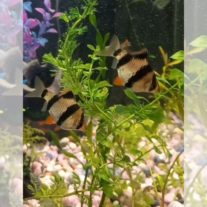 Барбусы, тернеции, моллинезии, ампулярии, катушки