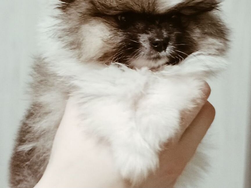 Щенки померанского шпица