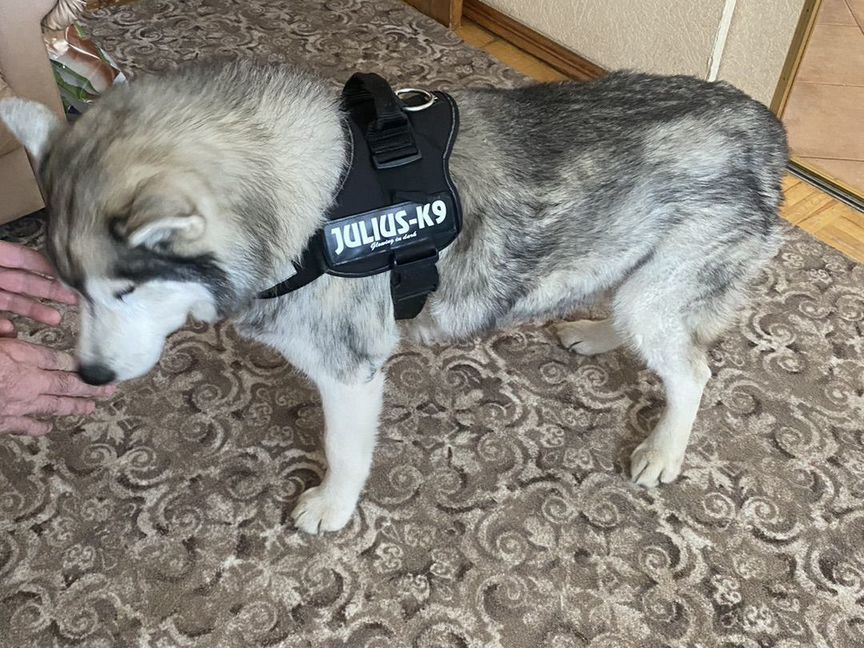 Шлейка для средней собаки julius-K9