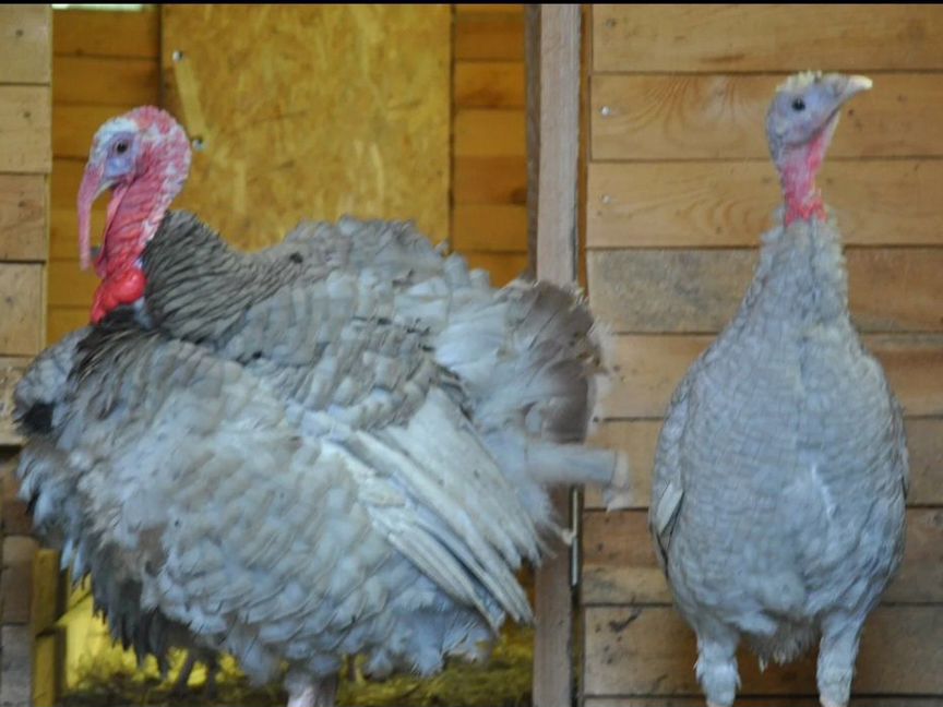 Индюк и индюшка