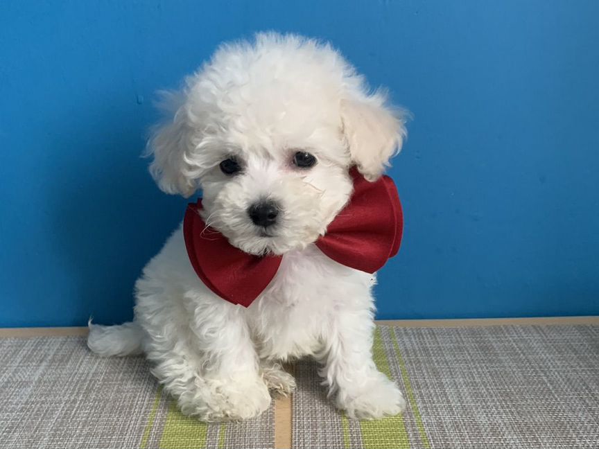 Мальтипу миник пушончик