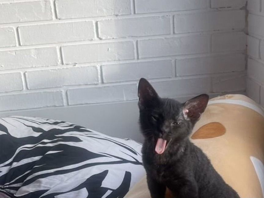 Котенок сфинкс велюровый метис