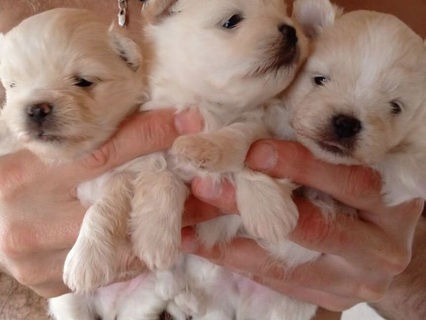 Продам щенка шпица