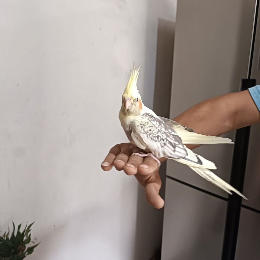 Попугай корелла