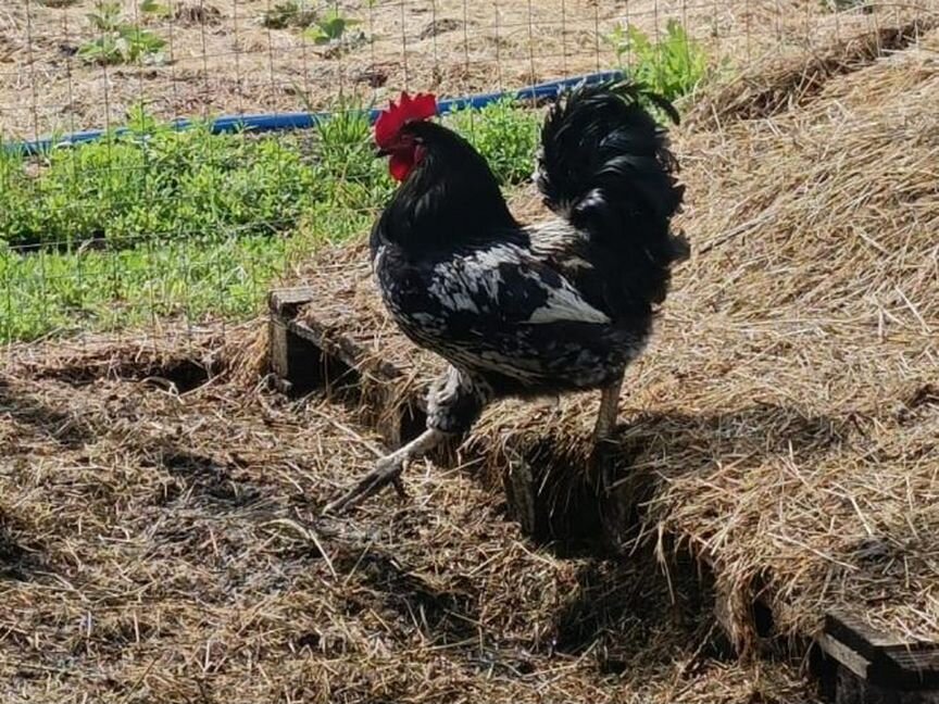 Молодые петухи