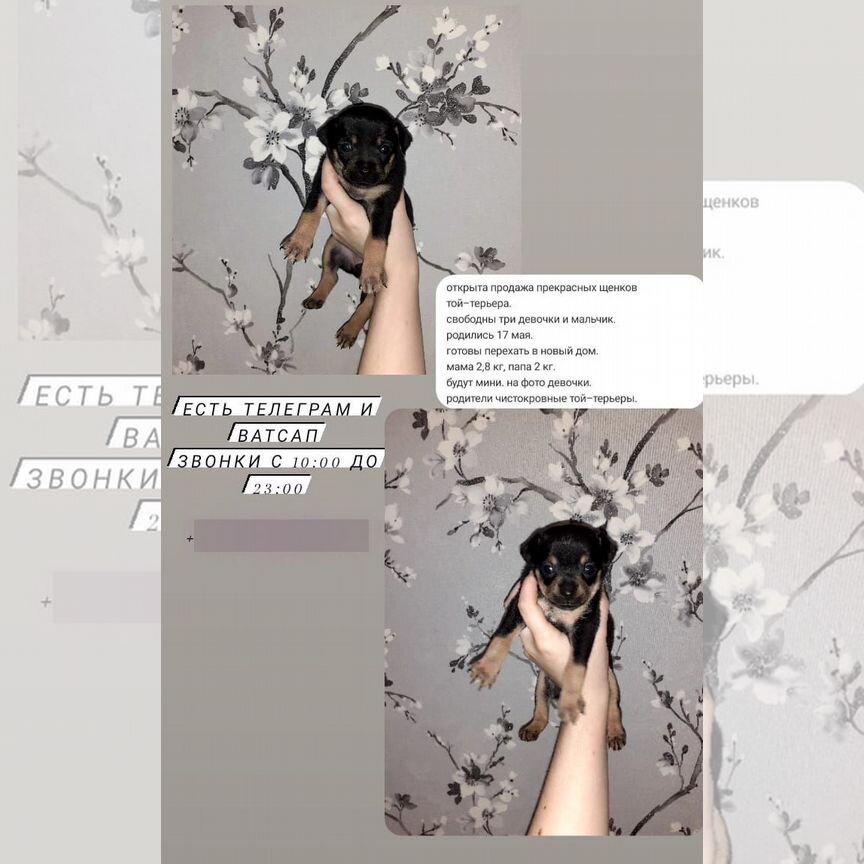 Девочка той-терьер