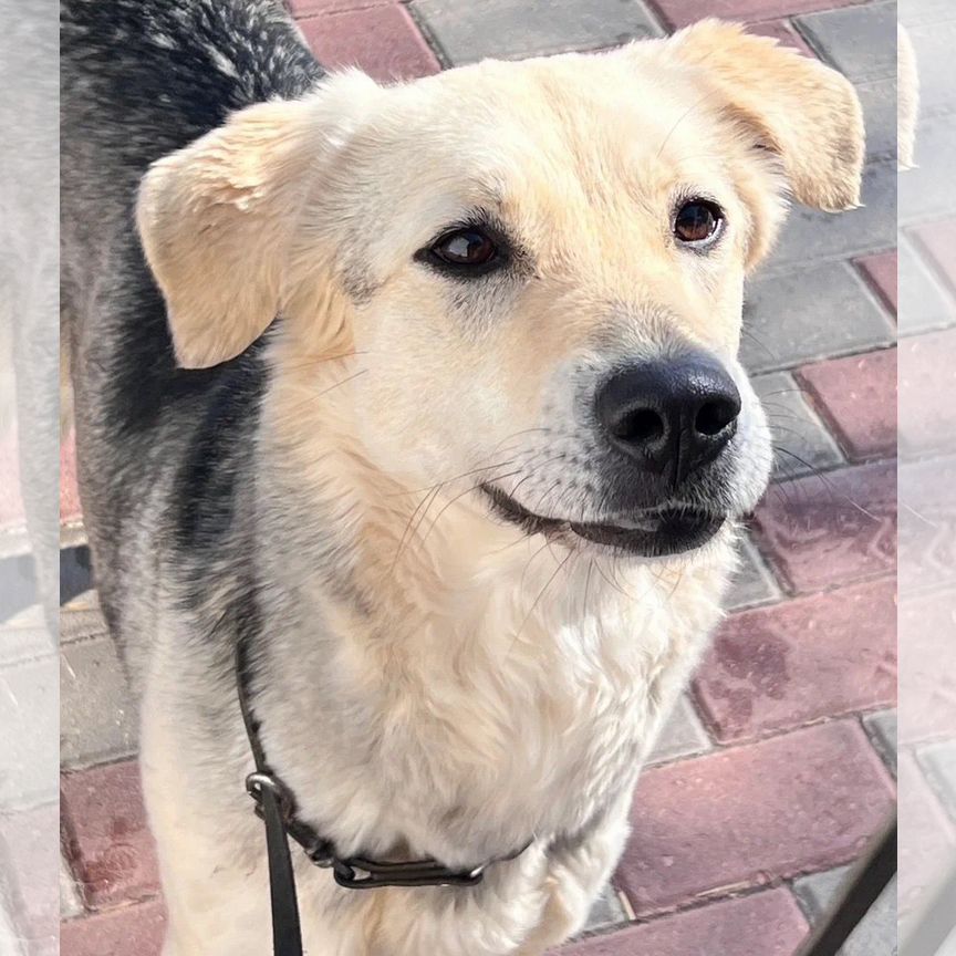 Взрослая собака в добрые руки