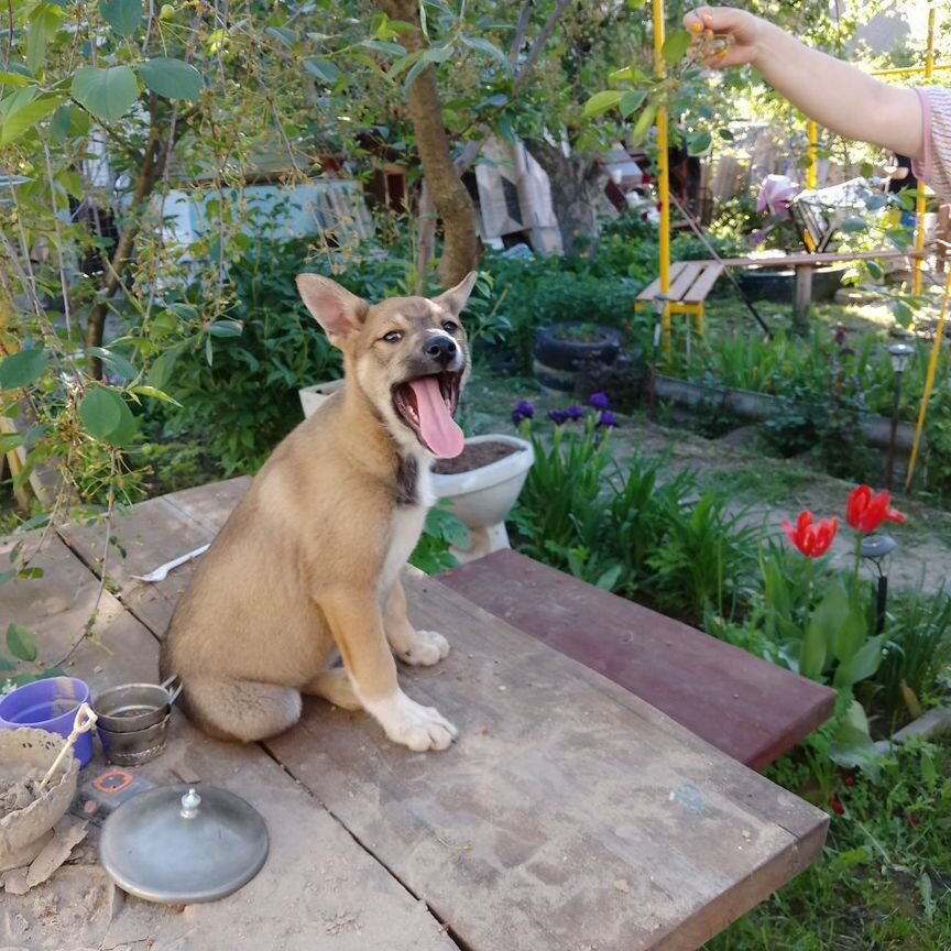 Щенки западно сибирской лайки