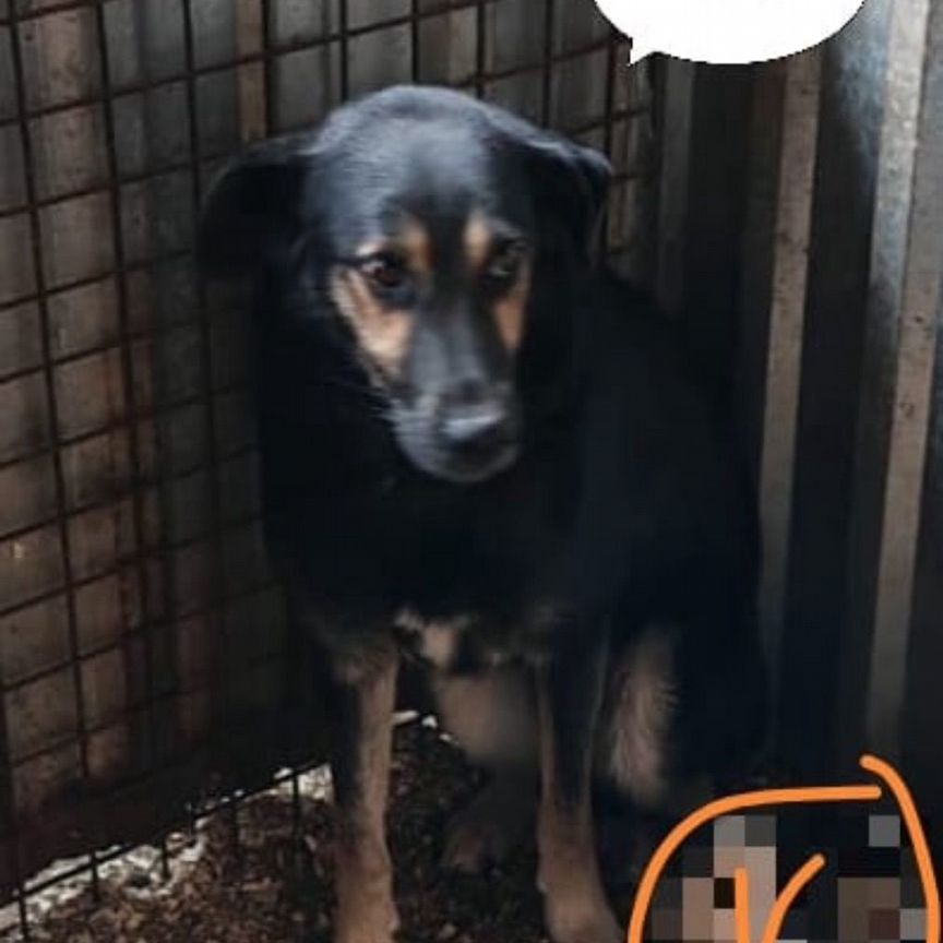 Взрослая собака в добрые руки