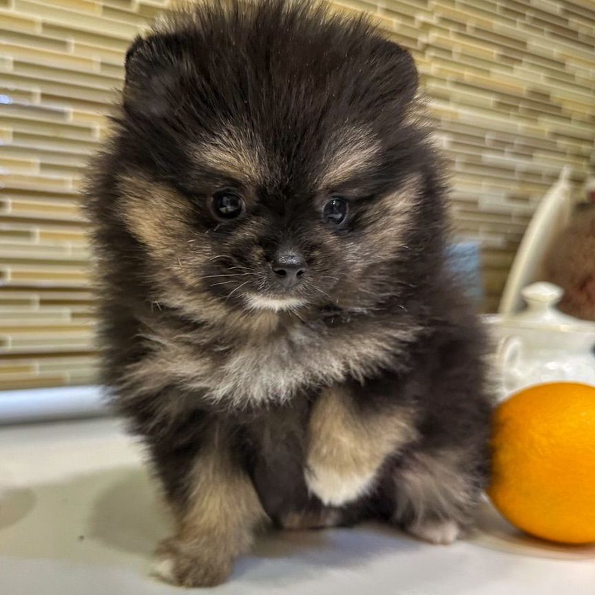 Померанский шпиц, щенок
