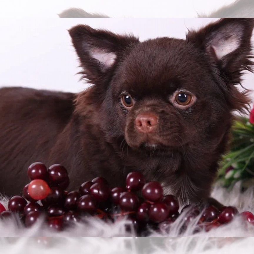 Чихуахуа, щенок