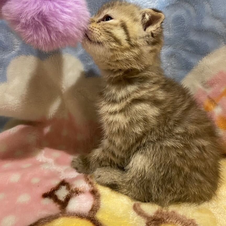 Шотландский вислоухий короткошёрстный котёнок