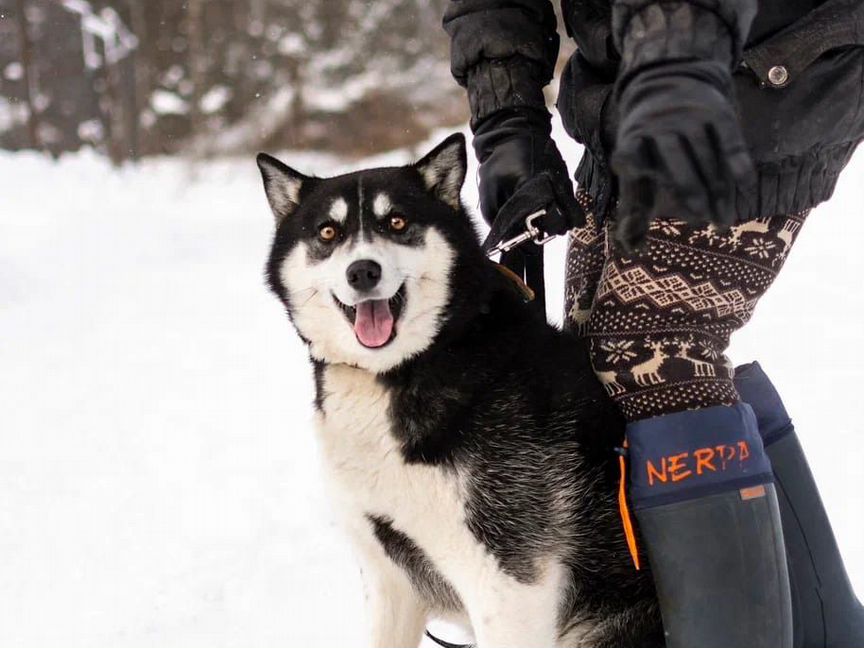 Сибирский хаски