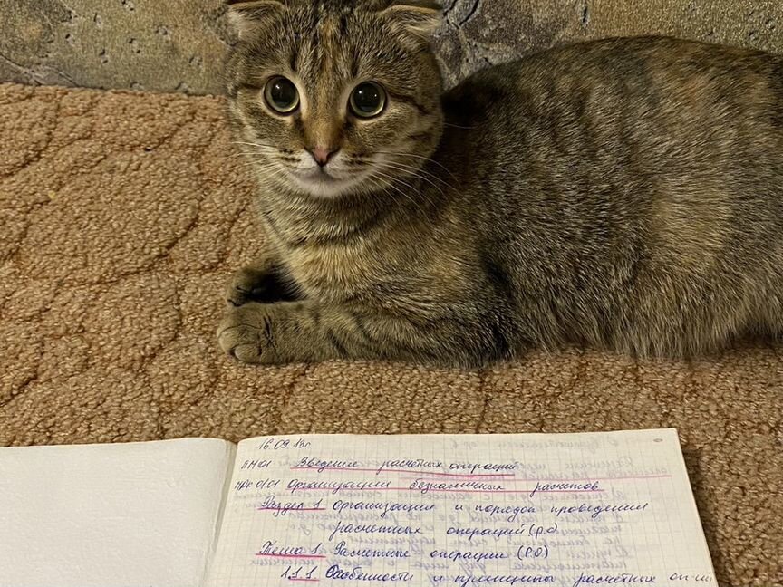 Британка веслаухая