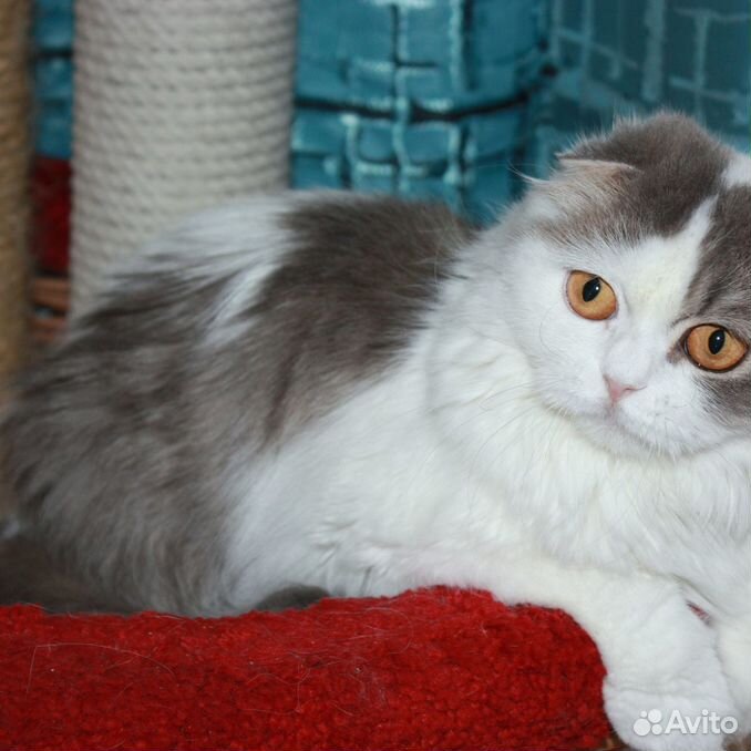 Хайленд фолд