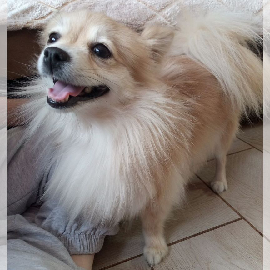 Померанский шпиц, взрослая собака