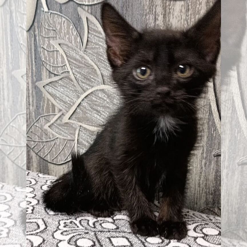 Котёнок Барни ищет дом