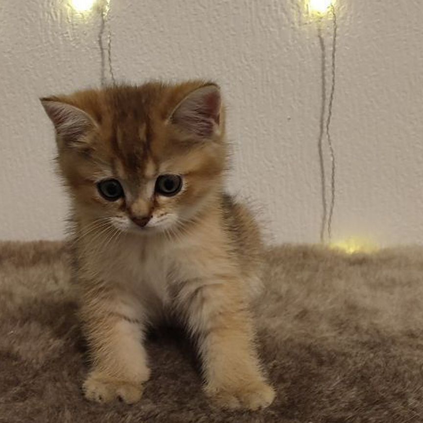 Шотландский прямоухий короткошёрстный котёнок