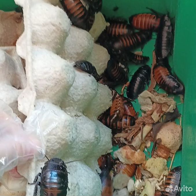 Мадагаскарский таракан кормовой