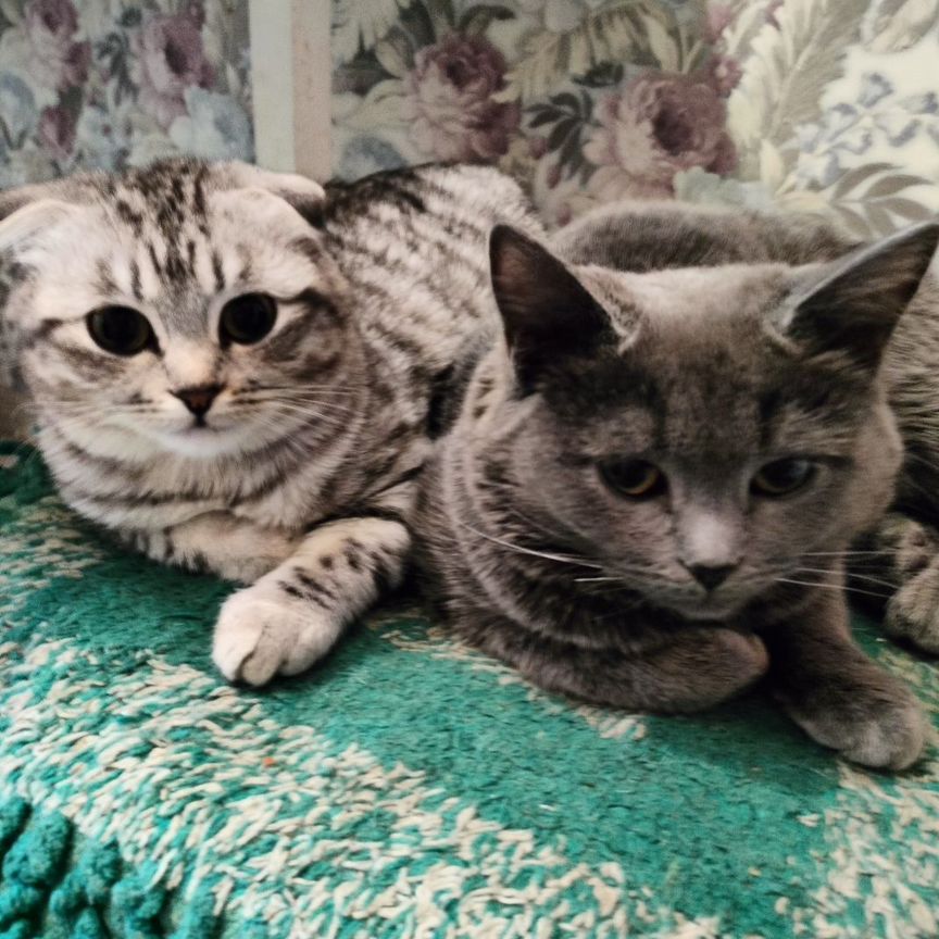 Шотландская вислоухая кошка бесплатно