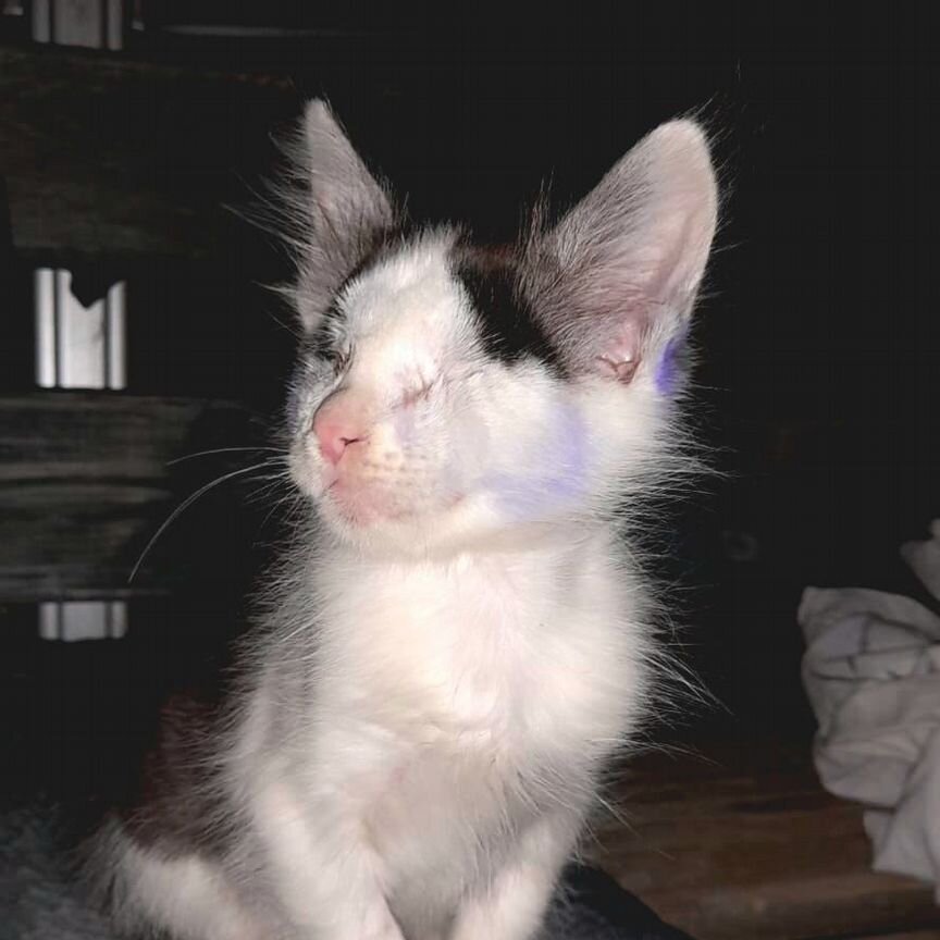 Особенный котенок