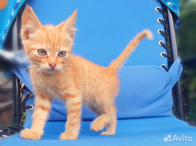 Котенок Рыжик ищет дом
