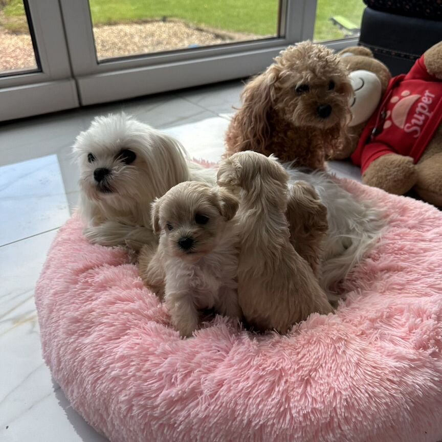 Maltipoo/мальтипу ф1