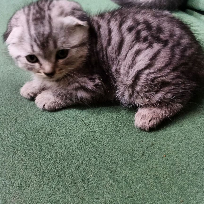 Шотландский вислоухий короткошёрстный котёнок