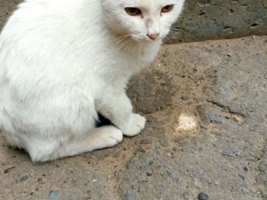 Ищем дом подкинули, на улице не выживет