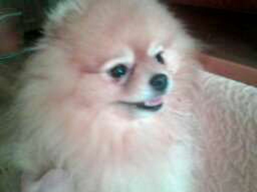 Найден кабель шпица