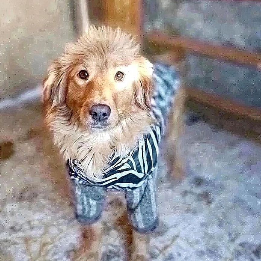 Собачка ищет дом