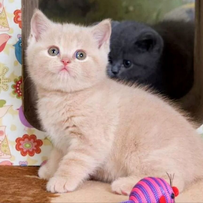 Плюшечки Персиковый окрас