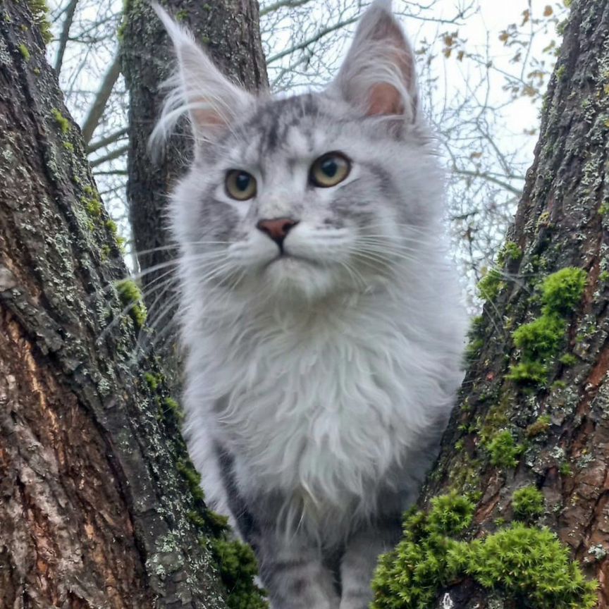 Котик серебро шадет линии