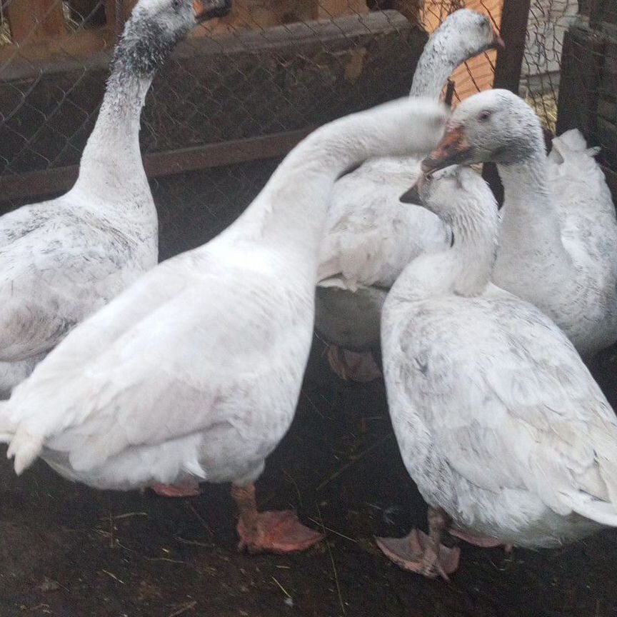 Гуси семья цена за всех