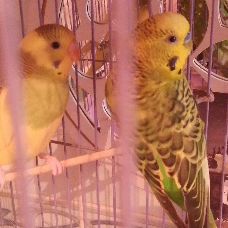 Попугаи 2 шт