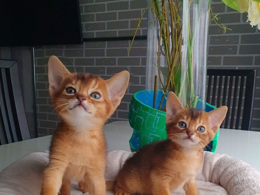Абиссинские котята