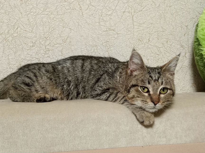 Отдам котенка в хорошие руки