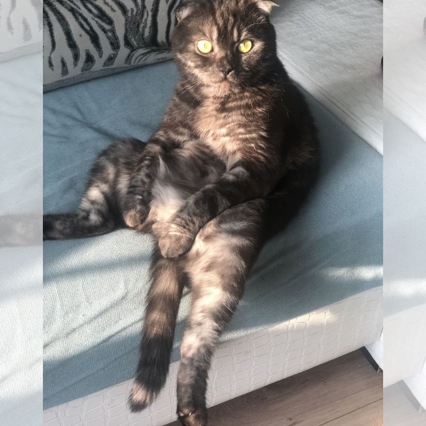 Шотландский вислоухий короткошёрстный, взрослый кот